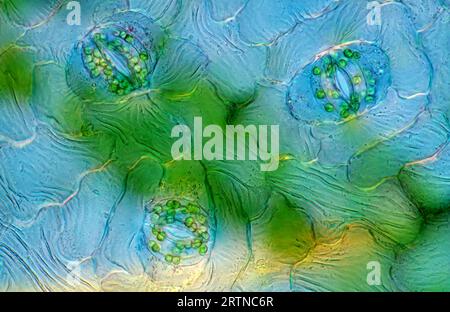 The image presents stomata in Spathiphyllum leaf epidermis ...