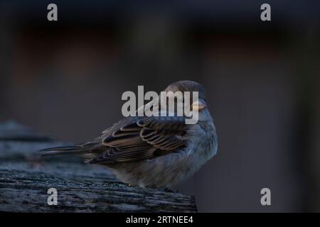 Gorgeous young Passer domesticus Family Passeridae Genus Passer House ...