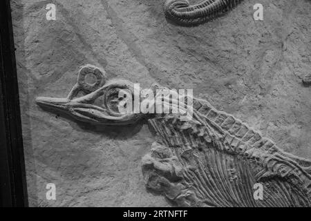 dinosaur skeleton fossil horizontal composition Stock Photo - Alamy