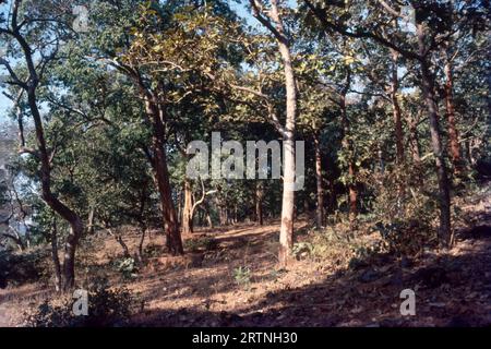 Trees & Forest Mannas, Assam, India Stock Photo - Alamy