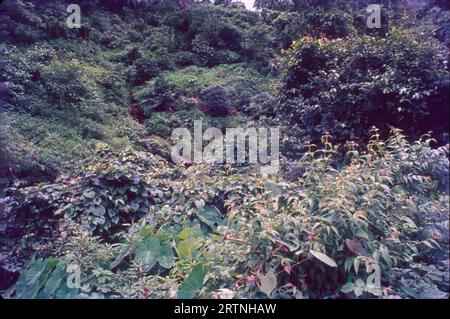 Forestation, Greenery at Matheran, Maharashtra, India Stock Photo - Alamy