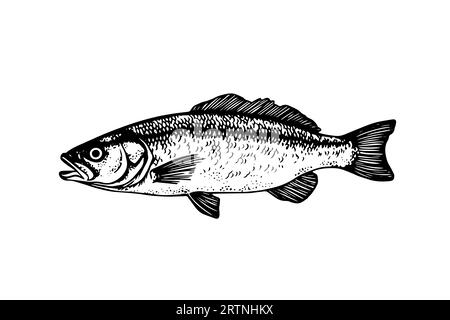 Pike hand drawn engraving fish isolated on white background. Vector ...