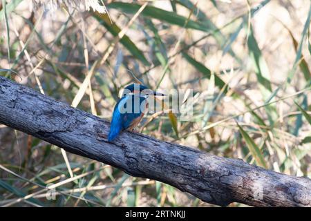 Nightingale in the reserve of Sentina Stock Photo - Alamy