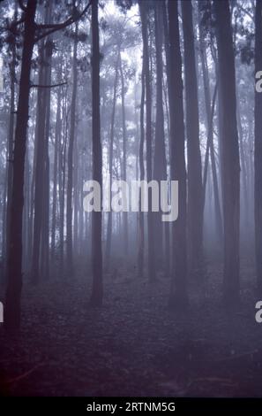Trees & Forest at Doda Beta Point, Ooty, Tamil Nadu, India Stock Photo ...