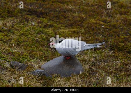 Sterna Paradisaea Family Laridae Genus Sterna Arctic tern wild nature seaside bird photography ...