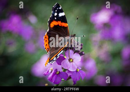 Red Admiral burrerfly wings outstretched Stock Photo - Alamy