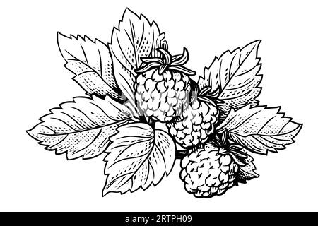 Raspberry branch hand drawing ink sketch. Engraving style vector ...