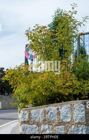 rosehip tree blooming, natural medicinal rosehip flowers Stock Photo ...