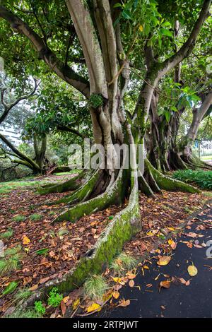 Moreton Bay mature fig tree roots closeup in Albert Park. Auckland, New ...