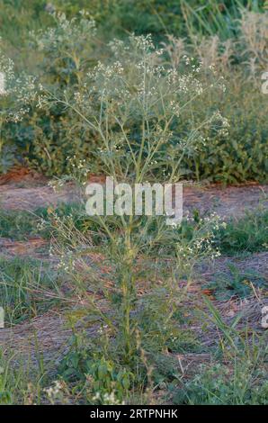 Field Of Parthenium Hysterophorus Stock Photo - Alamy