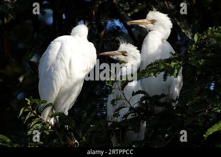 India. 03rd Sep, 2023. Egrets perch on tree branches near the lake in ...