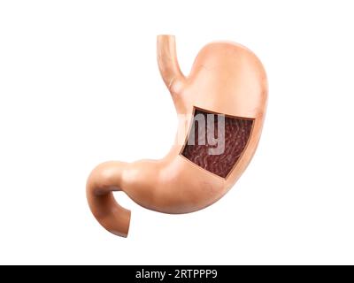 Anatomically accurate realistic 3d illustration of human internal organ ...