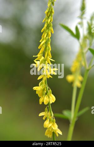 In the wild bloom Melilotus officinalis - honey, essential oil and ...