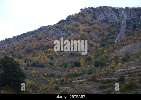 Mixed Mediterranean mountain forests in Moncayo massif, northeastern ...