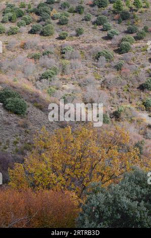 Mixed Mediterranean mountain forests in Moncayo massif, northeastern ...