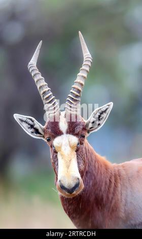 Blesbok (Damaliscus pygargus phillipsi) portrait, native to South ...
