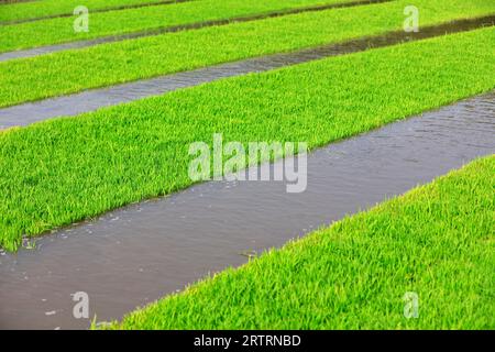 Rice seedling bed Stock Photo - Alamy