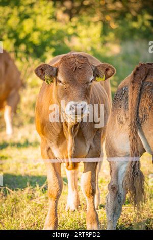 Cow in outdoor enclosure, Black Forest, Gechingen, Germany Stock Photo ...