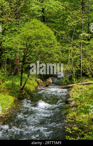 Landscape and nature reserves around the Obersee, Berchtesgaden ...