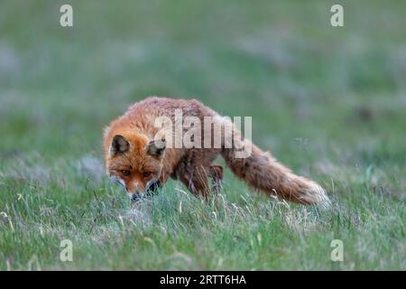 A female Red Fox hunting mice / Vulpes vulpes Stock Photo - Alamy