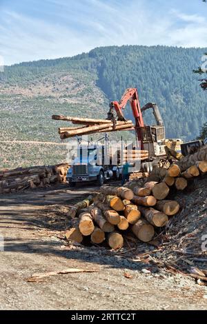 Log Boom Loader, depositing harvested Douglas Fir 'Pseudotsuga ...
