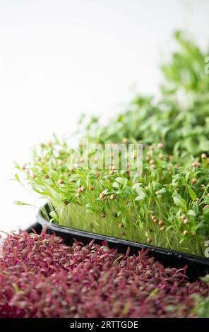 Fresh cilantro growing in home herb garden Stock Photo - Alamy