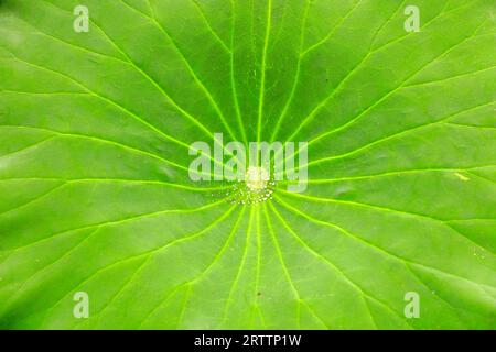 Lotus leaf texture, Close-up photo Stock Photo - Alamy