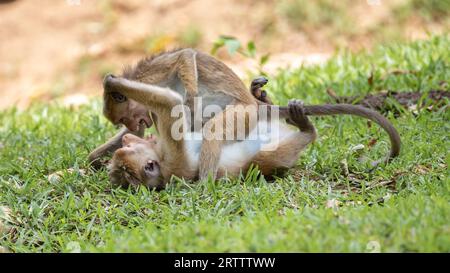 Young Toque macaque siblings play-fighting on the ground. Wrestle on ...