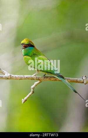 A closeup shot of an asian green bee-eater perched on a branch Stock ...