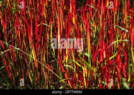Kunai grass, Blady grass, Sword-grass, Spear grass, Autumn, Cogon Grass ...