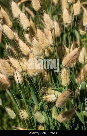 Closeup view of beautiful fluffy Hare's tail grass blooming flowers ...