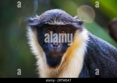 Black and white diana monkey of Roloway (Cercopithecus diana) in a tree ...