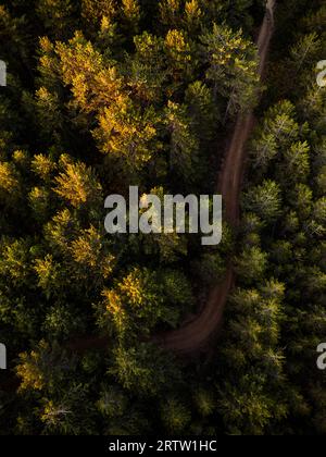 Experience the lush green canopy a breathtaking view observed from ...