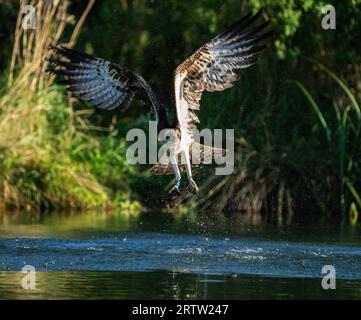 Splash and catch. Horn Mill Trout Farm, Exton: STUNNING images show an ...