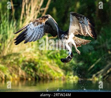 Splash and catch the trout by the regal osprey. Horn Mill Trout Farm ...