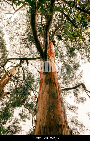 The row of Growth Eucalyptus tree in the plantation Stock Photo - Alamy