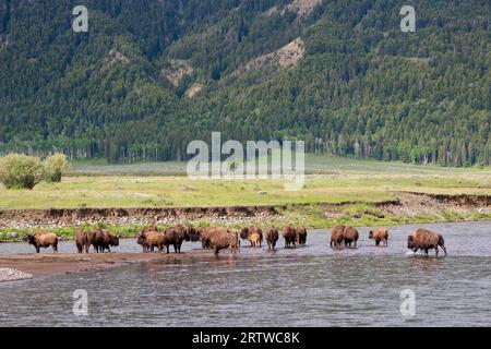 Bison crossing river in Lamar Valley, Yellowstone National Park ...