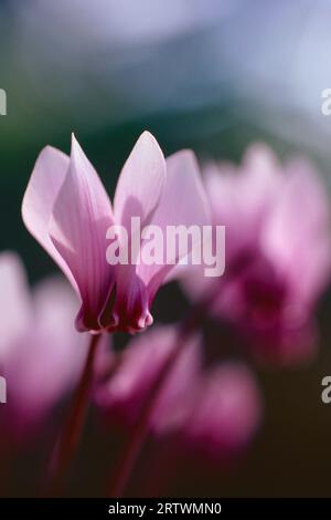 Wild Ivy-leaved cyclamen (Cyclamen hederifolium), Gorges du Gardon ...