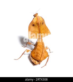 Brown Leaf Mantis (Deroplatys truncata) male camouflaged on leaf, Bukit ...