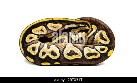 Pastel AVC ball python, Python Regius, isolated on white Stock Photo ...