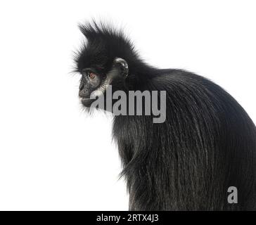 Close-up on a François' langur, Trachypithecus francoisi, isolated on ...