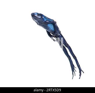 Blue poison dart frog jumping, Dendrobates tinctorius azureus, isolated ...