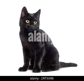 Sitting Black cat looking away, isolated on white Stock Photo - Alamy