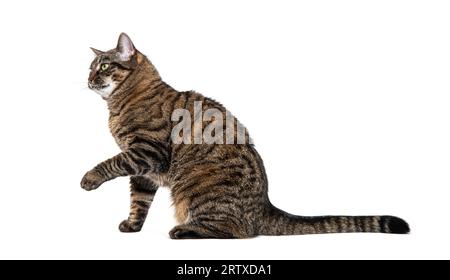 Side view of a sitting Tabby crossbreed cat looking away, isolated on ...