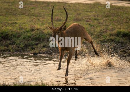 Waterbuck (Kobus ellipsiprymnus) male jumping across river, Kruger ...