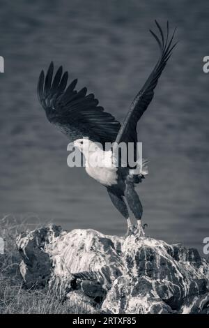 Mono African fish eagle flying from tree Stock Photo - Alamy