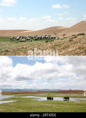 Yaks grazing on grassland, Tibet Autonomous Region, China Stock Photo ...