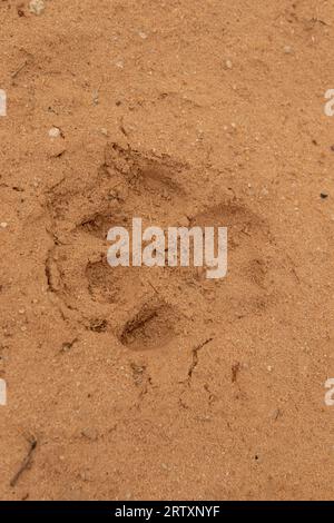 Lion spoor in the Kgalagadi Stock Photo - Alamy