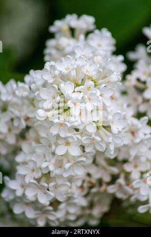 white lilac flower (Syringa vulgaris Stock Photo - Alamy
