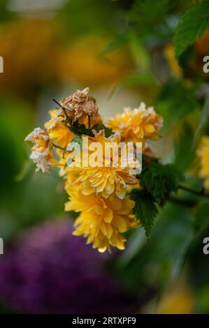 Japanese Rose Kerria japonica "Golden Guinea" spring garden path ...